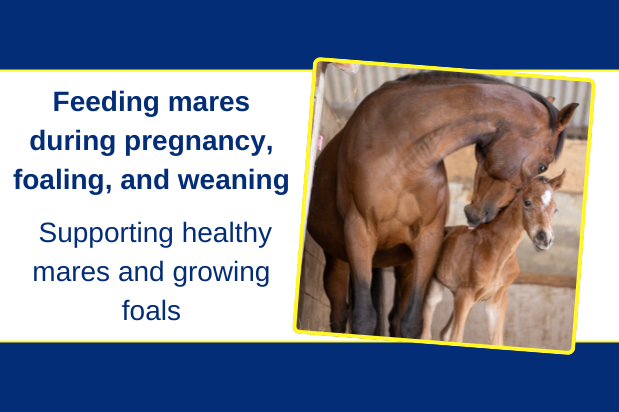 Essential feeding tips for mares during pregnancy, foaling, and weanin ...
